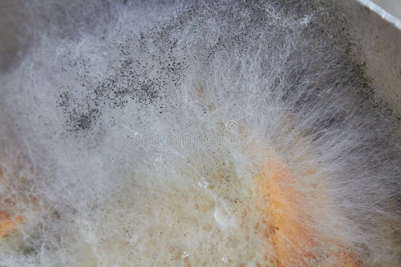 Bread Mold Close-up, Mold Bacteria, Mold Fungus Close-up Stock Photo ...