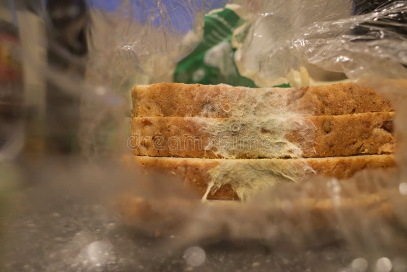 Bread Mold Fungus on Stack of Whole Wheat Bread. Stock Image - Image of ...