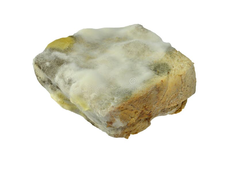 Bread mold stock image. Image of loaf, wheat, mould, moldy - 49073011