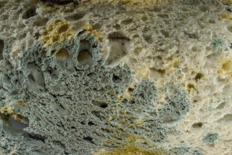 Bread - Old and Moldy Sliced, on White Background Stock Photo - Image ...