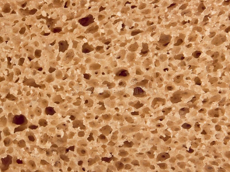 Sponge texture stock photo. Image of natural, color, isolated - 22097588