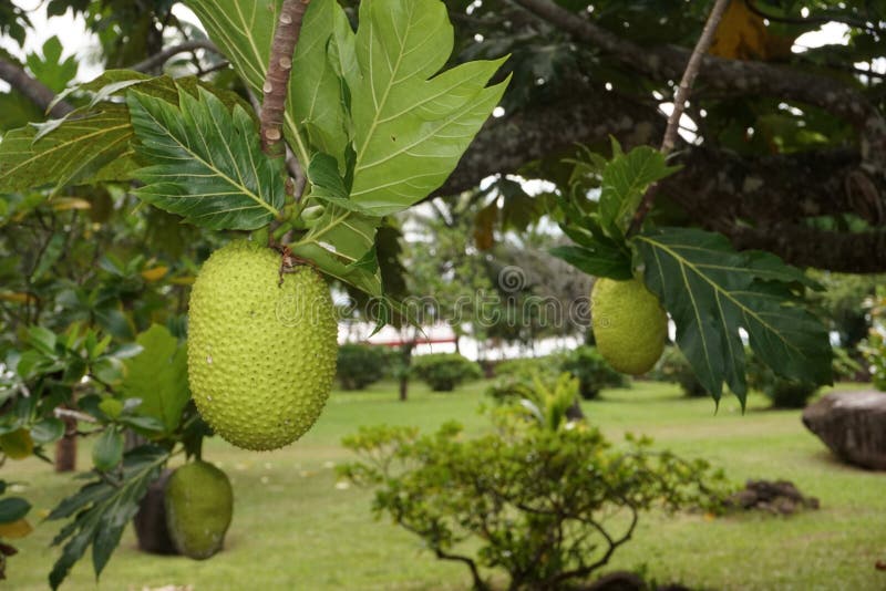 Bread Tree Fruit in Polynesia Stock Image - Image of growing, flora ...