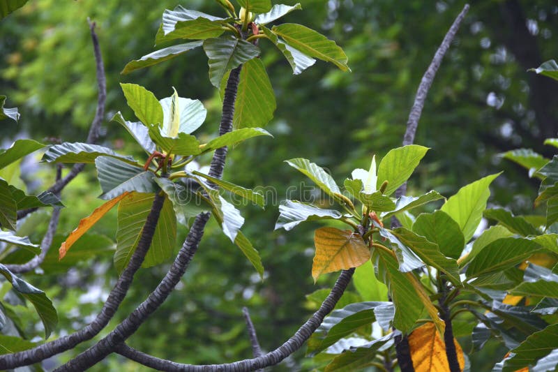 Bread tree in the garden stock photo. Image of contrast - 313658850