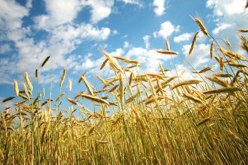 Bread Trees II stock photo. Image of wheat, flour, grain - 1030074