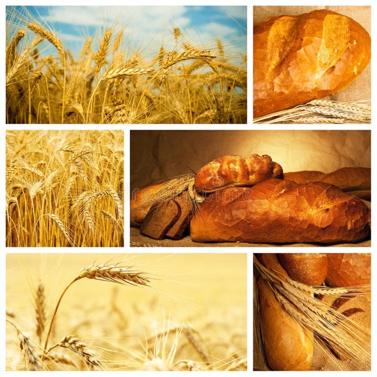 Bread and wheat collage stock image. Image of grow, bake - 19922455