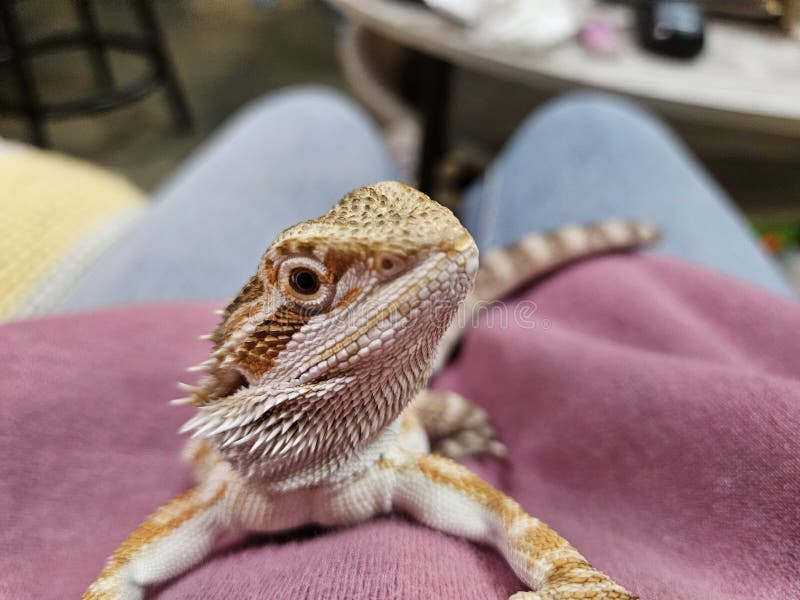 Breaded dragon stock image. Image of female, breaded - 304825447