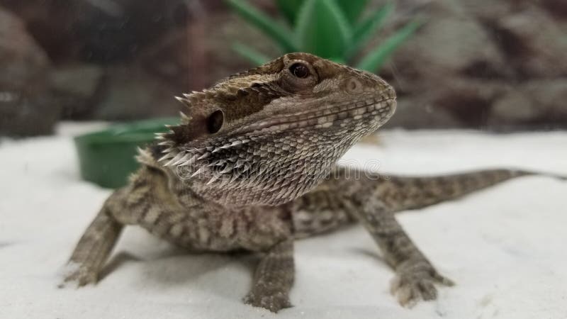 Breaded Dragon Lizard Stock Photos - Free & Royalty-Free Stock Photos ...