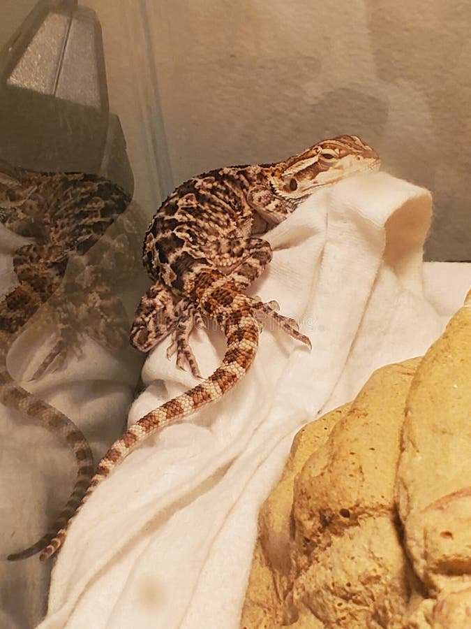 Breaded dragon ohma stock photo. Image of dragon, lizard - 178141034