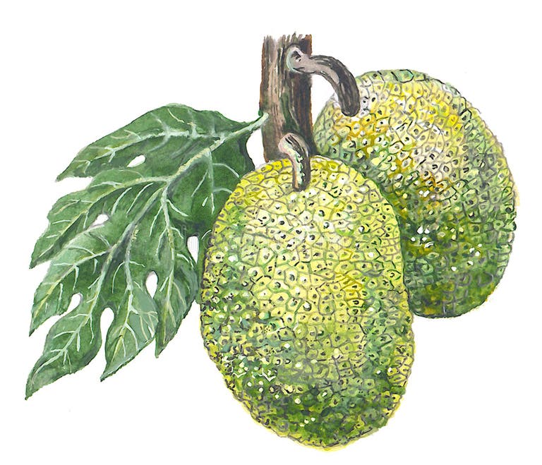 Breadfruit Tree Stock Illustrations – 321 Breadfruit Tree Stock ...