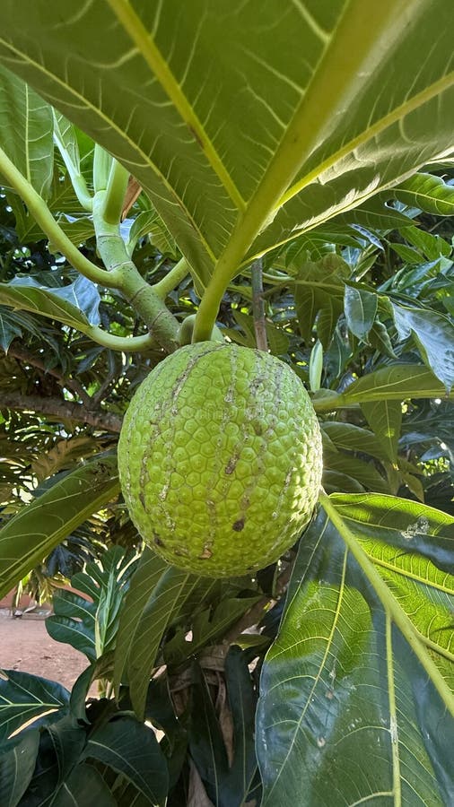 The Exotic Breadfruit from Brazil Stock Photo - Image of undefined ...