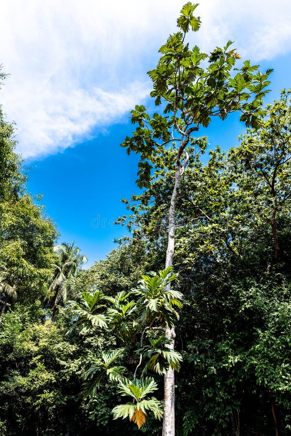 Breadfruit tree stock image. Image of backyard, food - 99665723