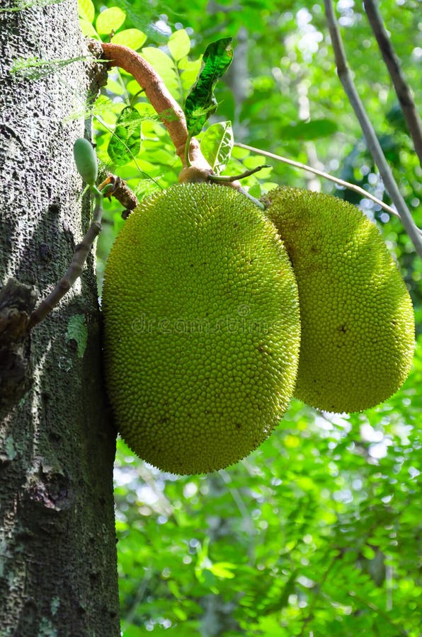 Jet Fruit Artocarpus Heterophyllus Stock Photo - Image of jack, exotic ...