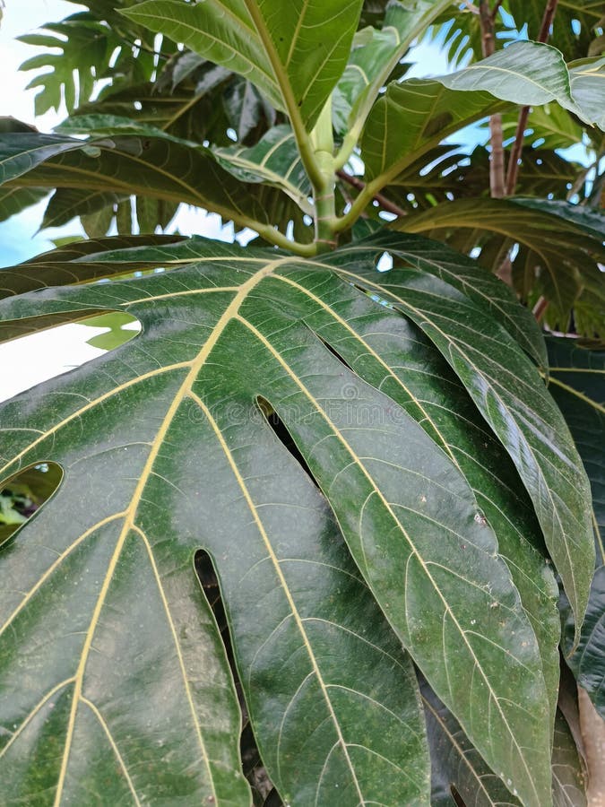 Breadfruit (Artocarpus Altilis) is a Kind of Tree that Bears Fruit ...