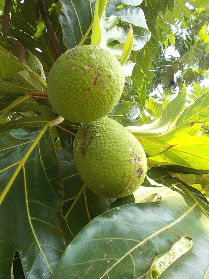 Breadfruit tree stock image. Image of backyard, food - 99665723
