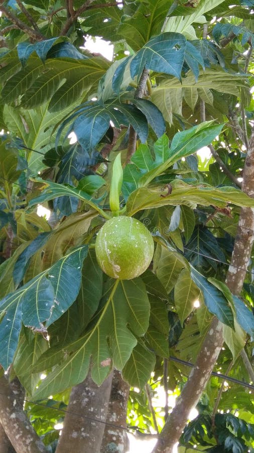 Breadfruit on the Big Tree with Leaves Stock Image - Image of high ...