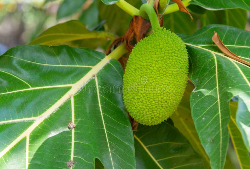 Breadfruit, Bread Fruit Tree, Bread Nut Tree Scientific Name ...