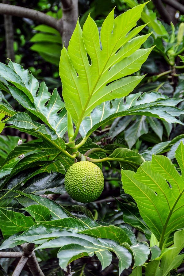 Breadfruit stock image. Image of flavour, good, green - 30930517