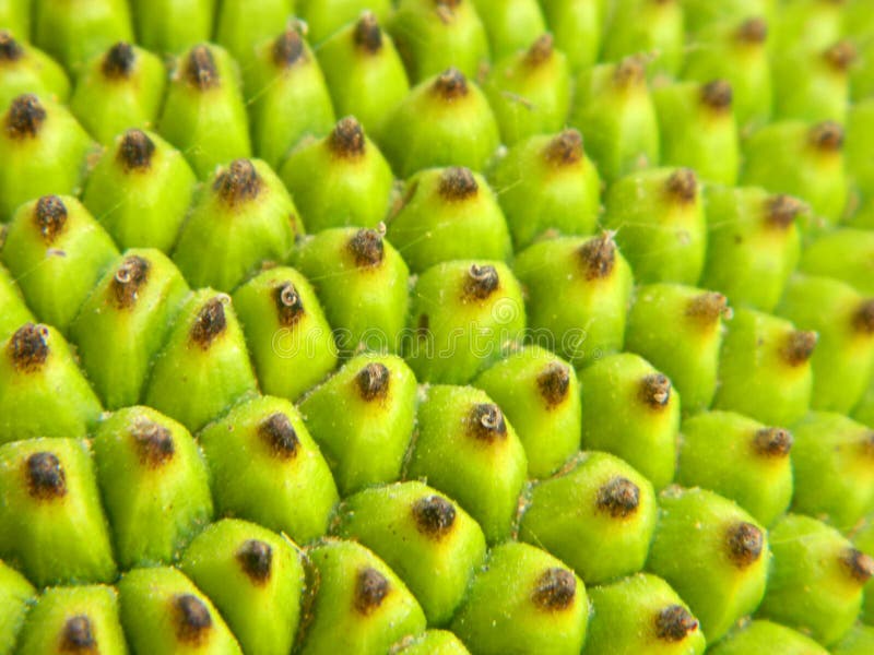 Breadfruit close-up stock image. Image of brown, ends - 255406381