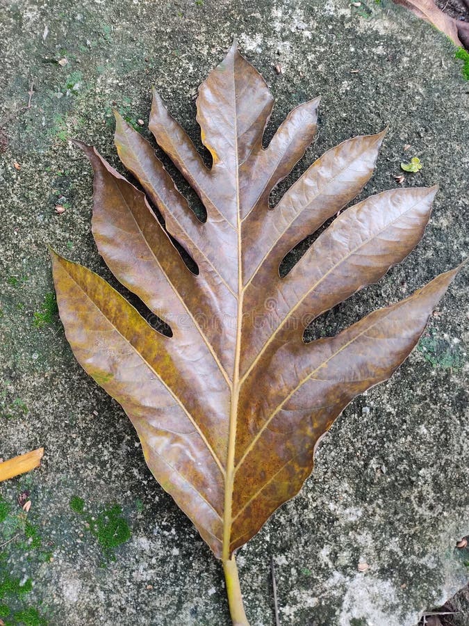 Breadfruit Dried Leaves, tree of the Mulberry Family Stock Image ...