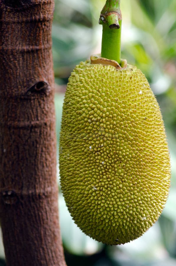 A single Breadfruit stock photo. Image of artocarpus - 143161060