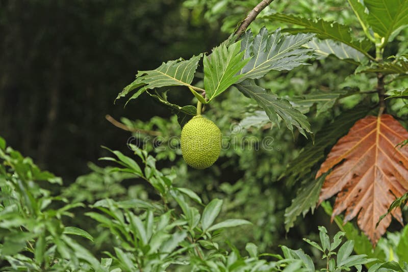 Breadfruit Growing in a Breadfruit Tree Stock Image - Image of outdoor ...