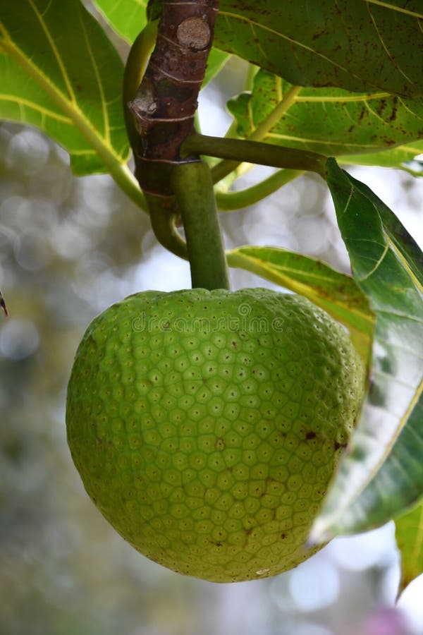 371 Breadfruit Hawaii Stock Photos - Free & Royalty-Free Stock Photos ...