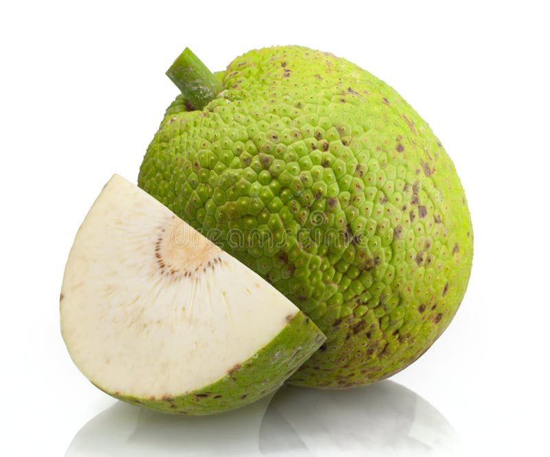A single Breadfruit stock photo. Image of artocarpus - 143161060