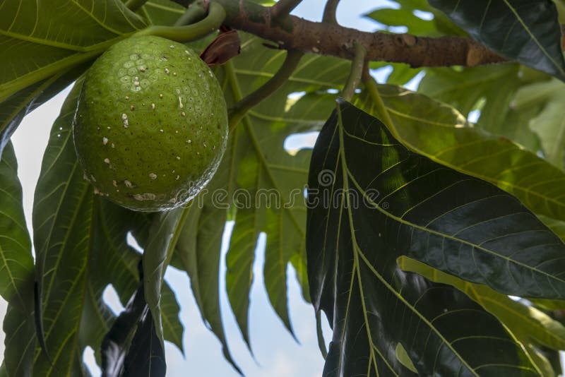A breadfruit at its tree stock image. Image of domesticated - 252300509