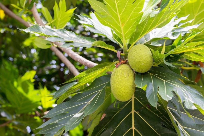 Breadfruit stock image. Image of mulberry, foliage, mexican - 74643017