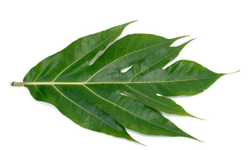 Breadfruit leaf stock photo. Image of breadfruit, green - 26604912
