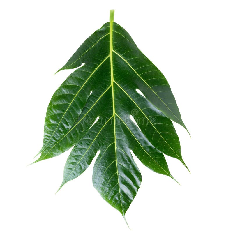 Breadfruit leaf stock photo. Image of botany, green, breadfruit - 48738568