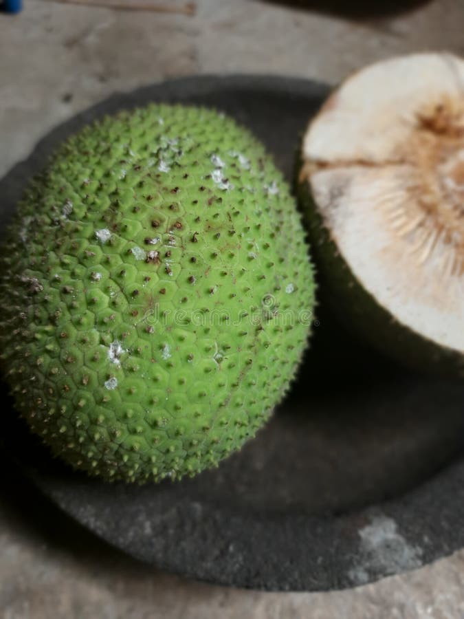 Breadnut fruit stock image. Image of cooked, fruits - 250237127