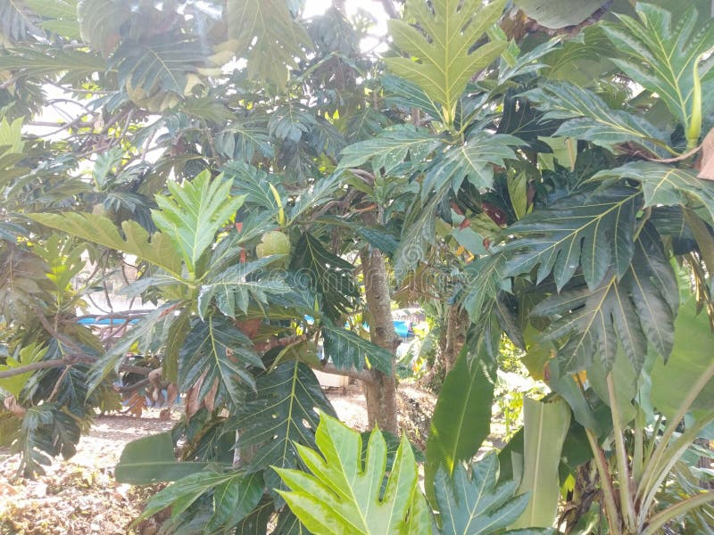 Breadfruit Plants Grow Thickly and Have Started To Bear Fruit Stock ...