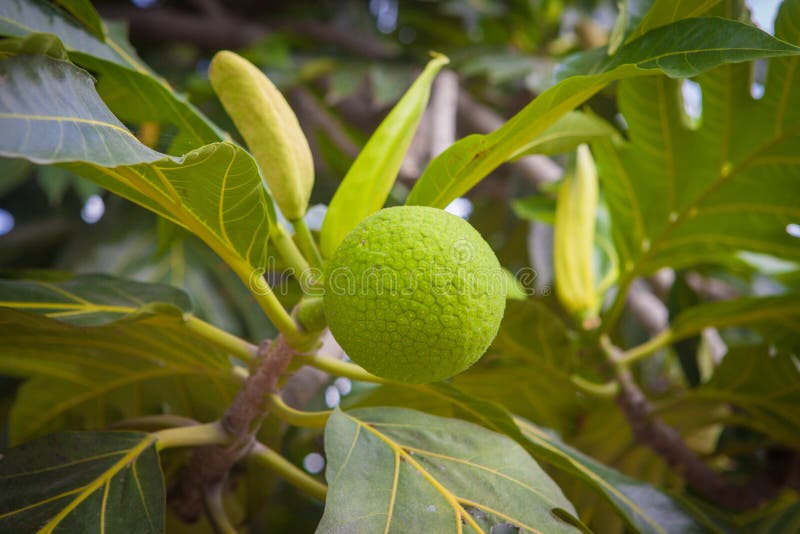 Ripe Breadfruit Black Backdrop Stock Photo - Image of green, healthy ...
