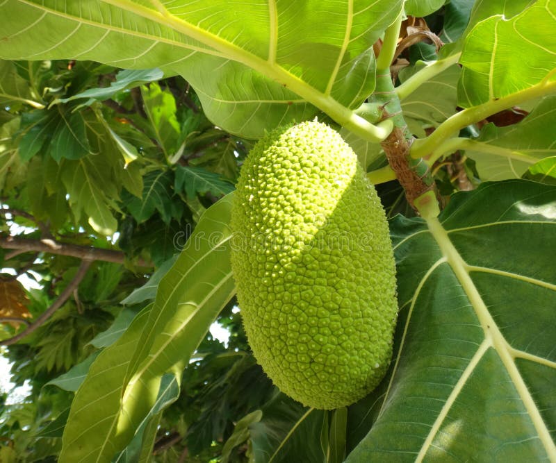 1,088 Ripe Breadfruit Stock Photos - Free & Royalty-Free Stock Photos ...