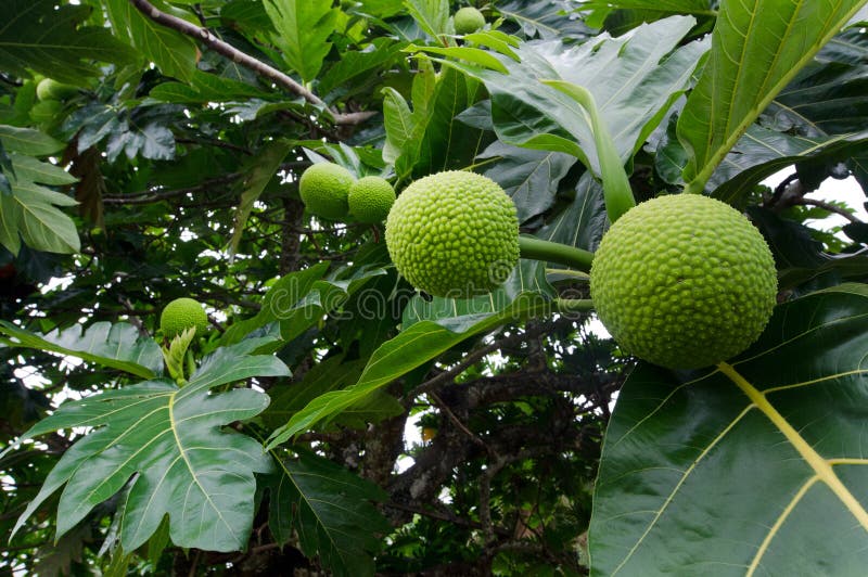 Breadfruit Tree stock photo. Image of polynesia, lagoon - 34836412