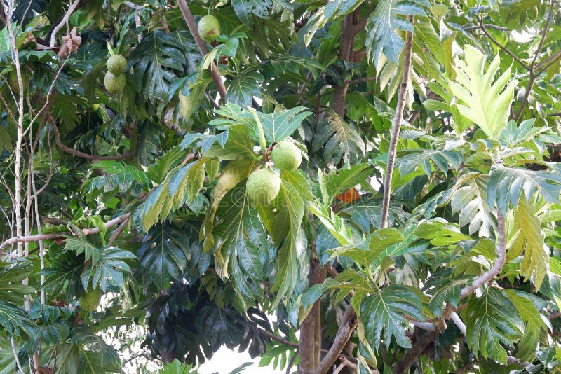 Breadfruit Tree, Bread Tree with Fruits on it Stock Photo - Image of ...