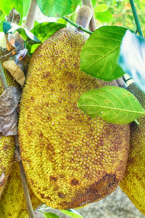 Breadfruit on tree stock image. Image of crop, jackfruit - 105108997
