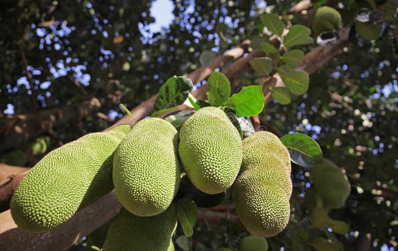Breadfruit on a Tree in Burundi, Africa Stock Image - Image of summer ...