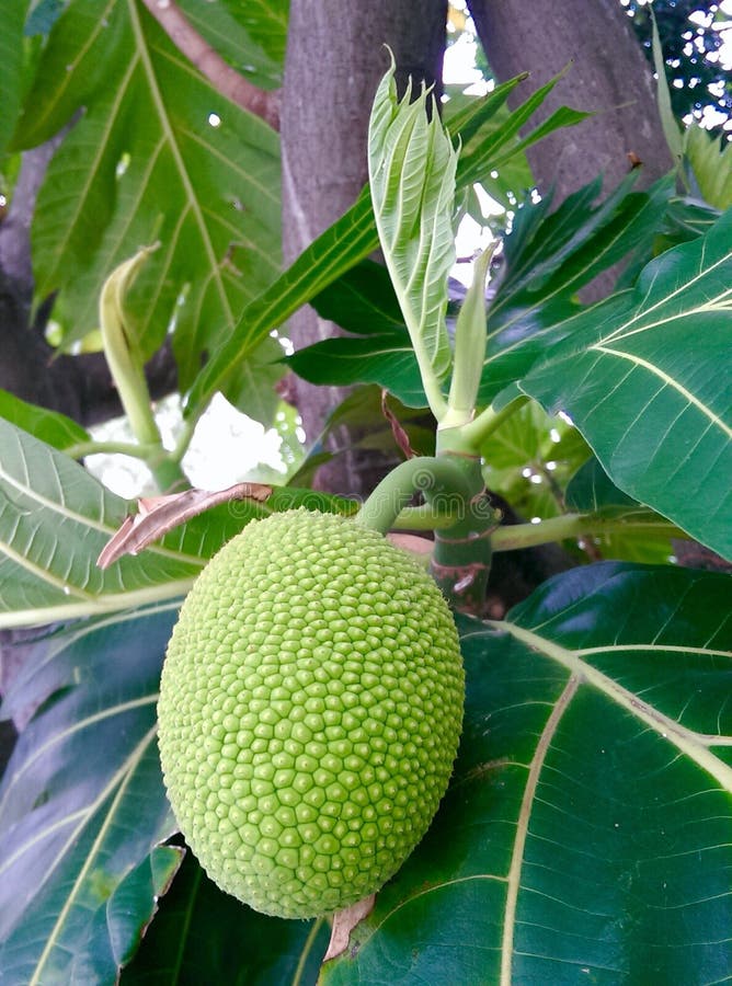 Breadfruit tree stock image. Image of tree, natural, artocarpus - 53229321