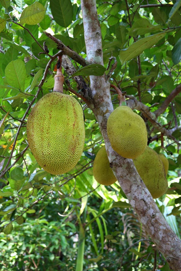 Uru Or Breadfruit-tree With Fruits On Branches Stock Photo - Image of ...