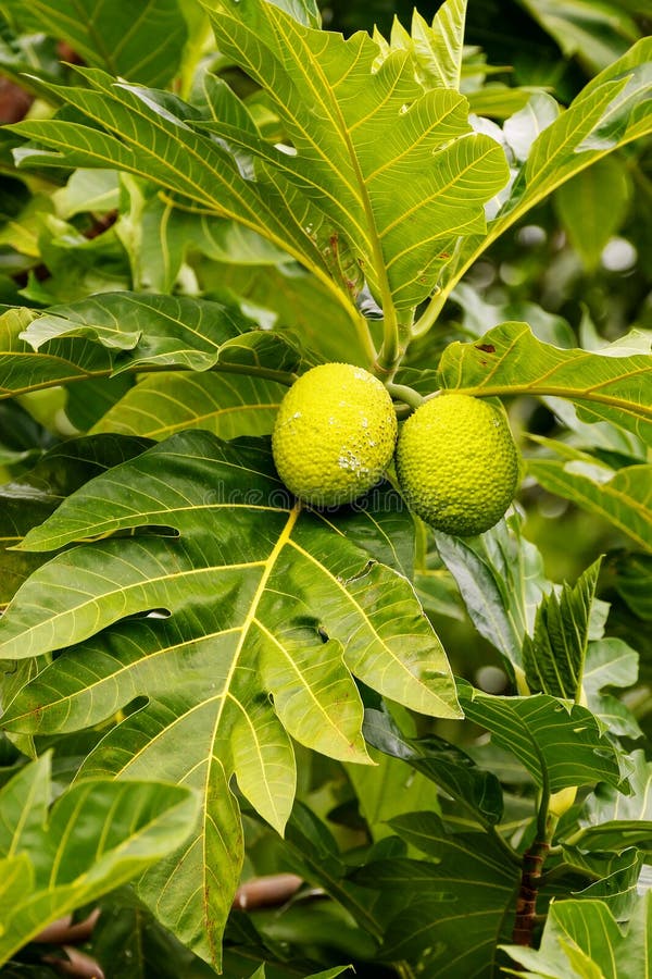 Breadfruit Tree with Fruits Stock Image - Image of artocarpus ...