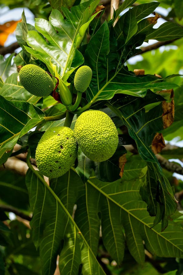 Breadfruit Tree with Fruits Stock Image - Image of tropical, flowering ...