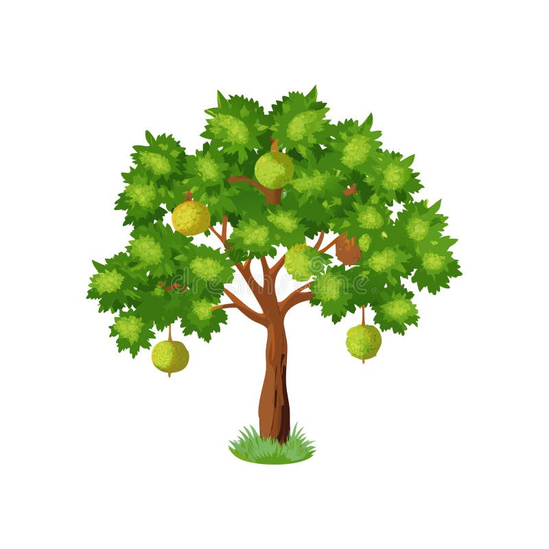 Breadfruit Tree with Fruits: Tropical Vector Illustration for Design ...