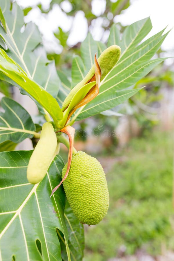 Breadfruit on tree stock image. Image of fruit, tropics - 92373071