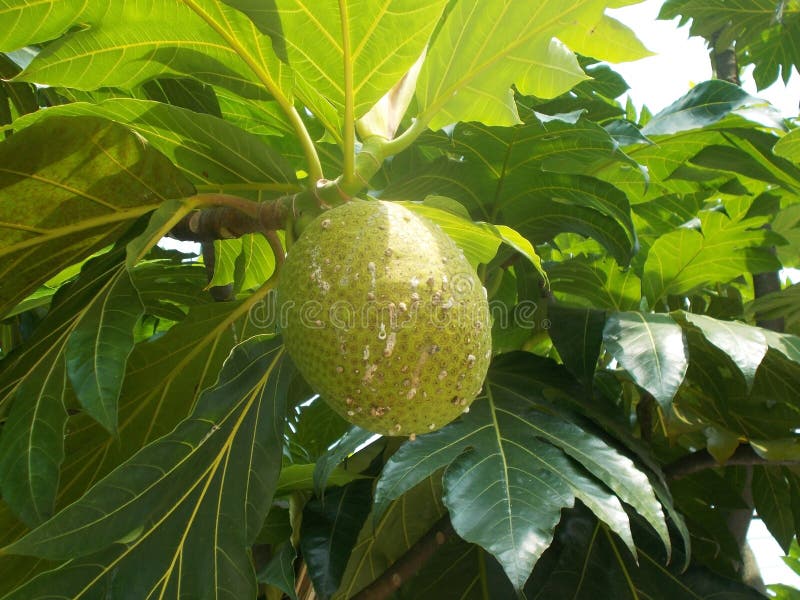 Breadfruit tree stock image. Image of backyard, food - 99665723