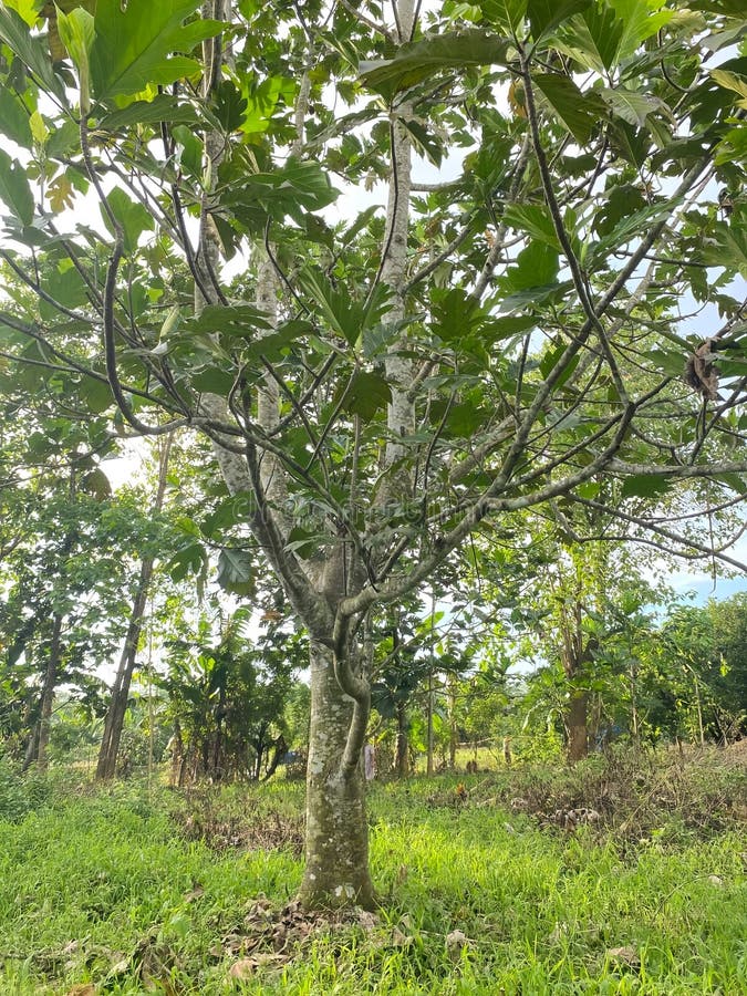 Breadfruit Tree with Green Leaves Stock Image - Image of fruits ...