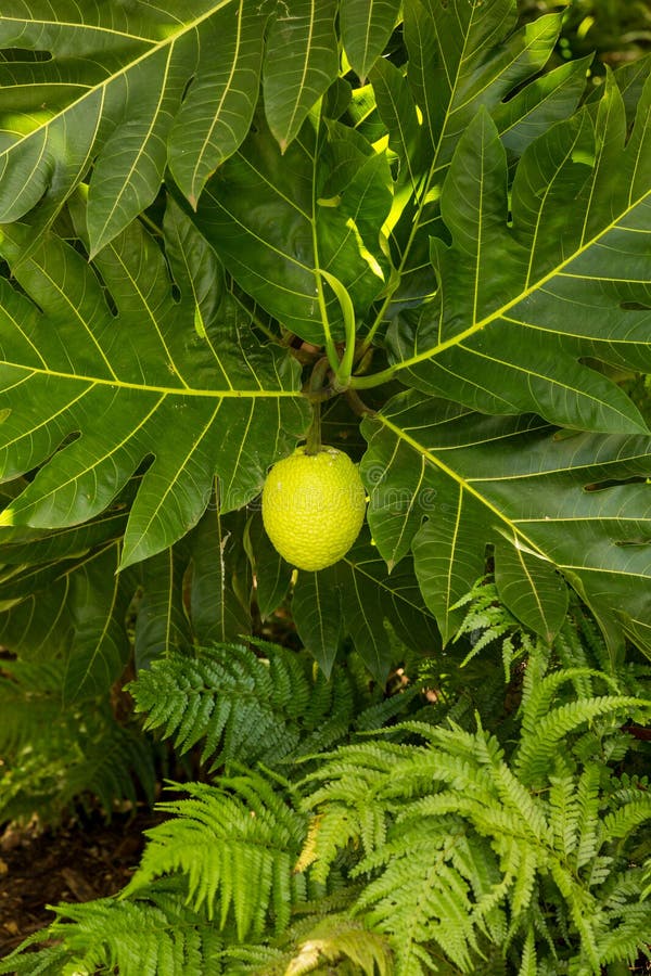 Breadfruit Tree Growing in Plantation in Kauai Stock Photo - Image of ...