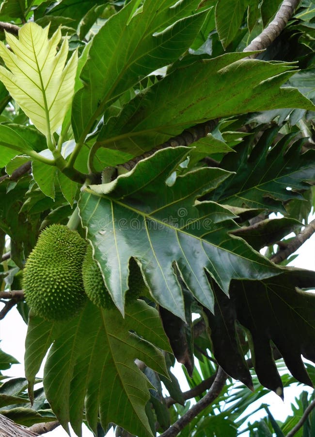 Breadfruit Tree with Leaves and Fruit in Bali Stock Image - Image of ...