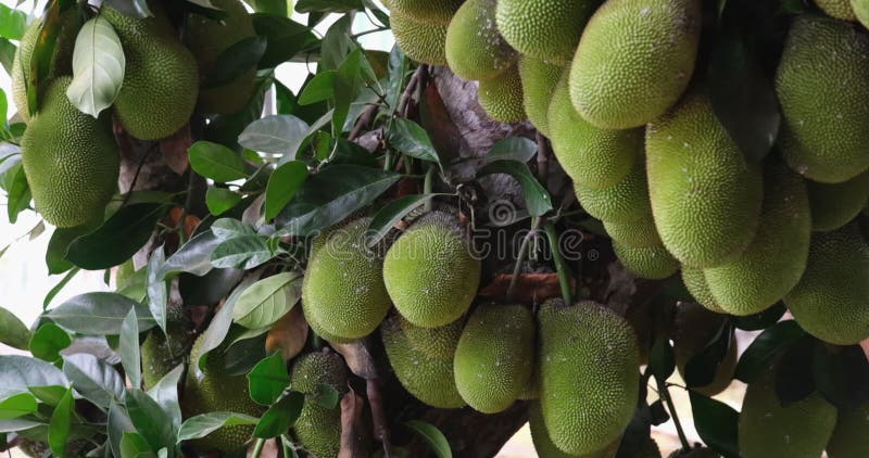 Breadfruit in a Tree. it is One of the Trees in the Tropics Stock ...